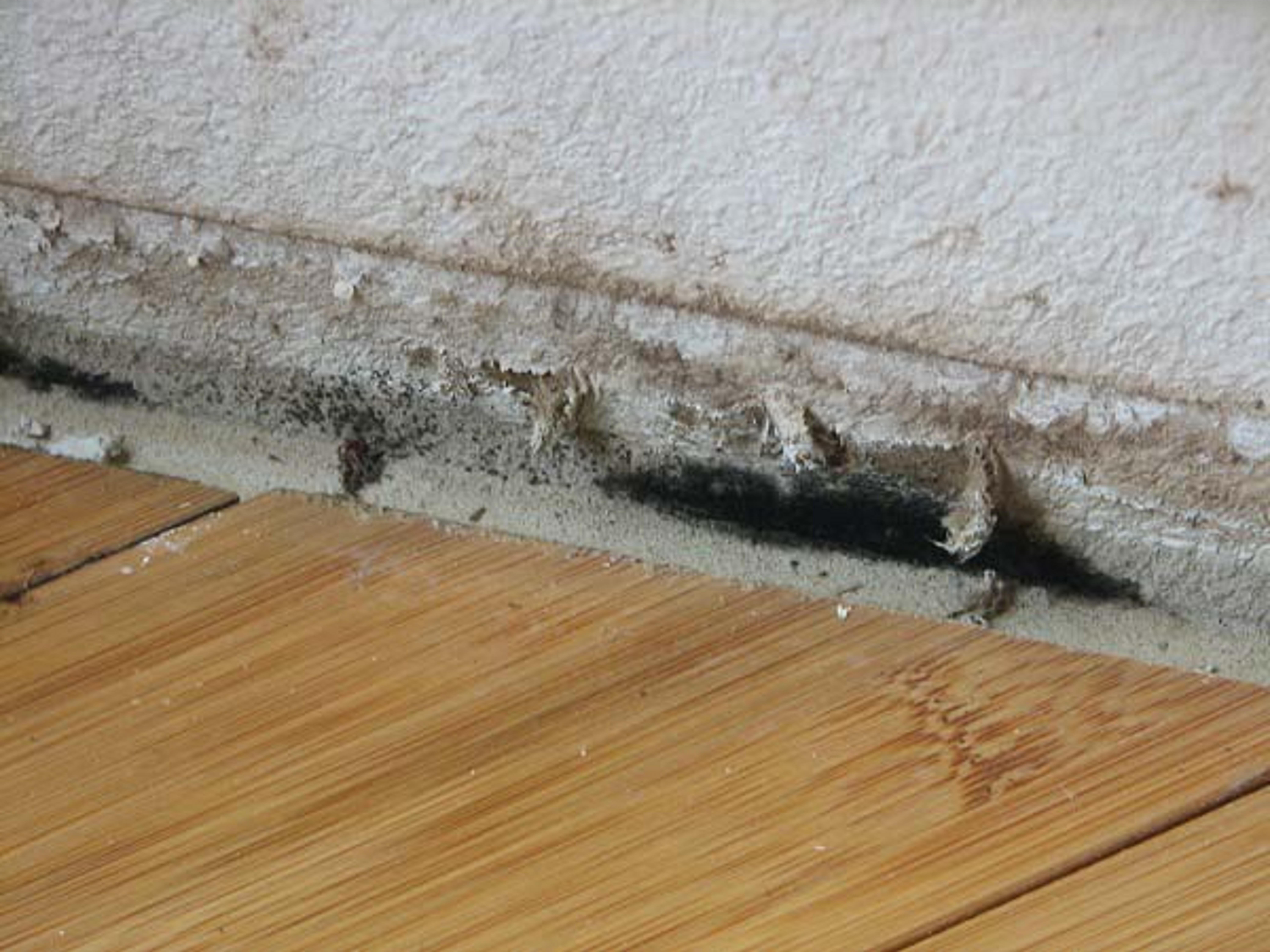 What is Toxic Mold and Health Risks - Esc Florida
